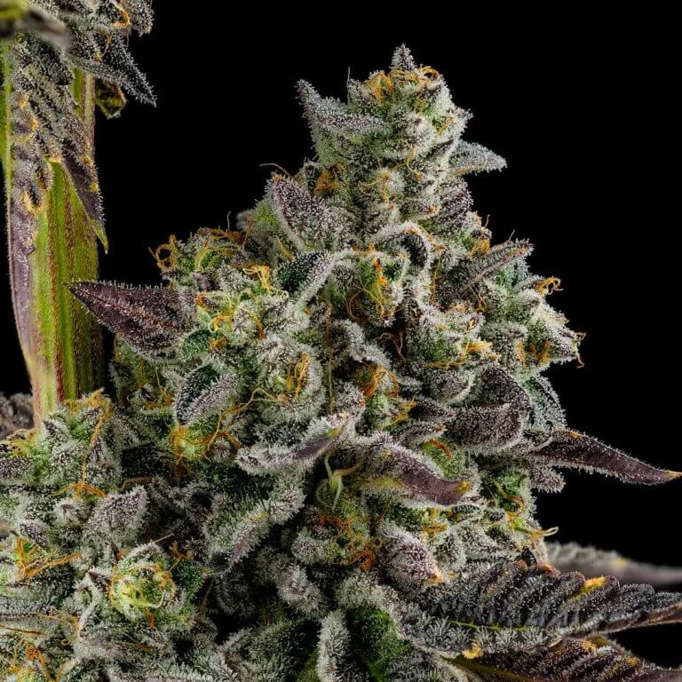 Kosher Kush Strain - Feminized Kosher Kush Seeds Kosher Kush Strain - Feminized Kosher Kush Seeds