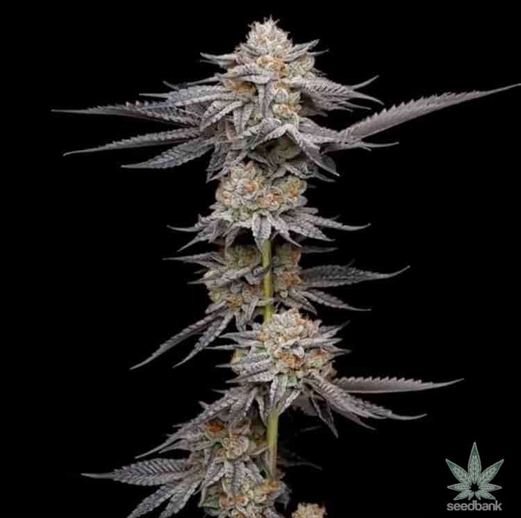 Granddaddy Purple Seeds | Feminized Grand Daddy Purple Strain | GDP Granddaddy Purple Seeds | Feminized Grand Daddy Purple Strain | GDP