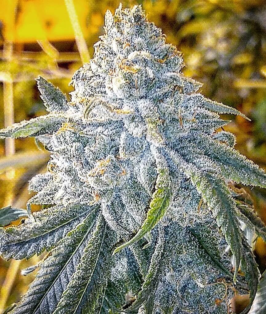 white fire og