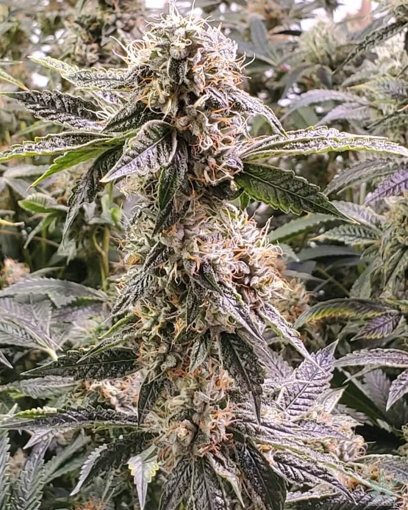 FIRE OG strain - Buy Fire OG Seeds - Premium Cannabis Seeds FIRE OG strain - Buy Fire OG Seeds - Premium Cannabis Seeds