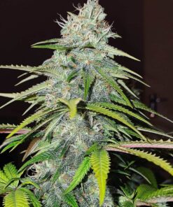 Skywalker OG Strain - Skywalker OG Seeds - Feminized OG Skywalker