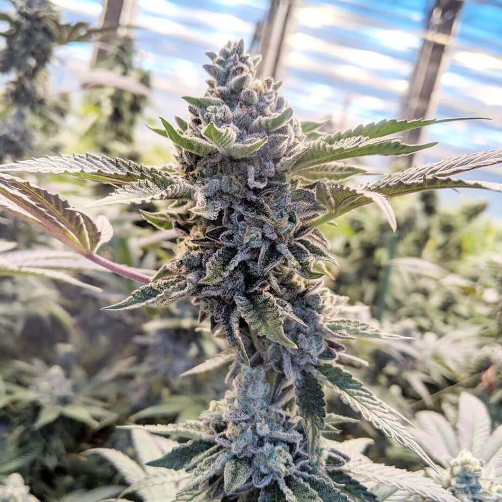 Girl Scout Cookies Seeds - Feminized and Autoflowering GSC Seeds