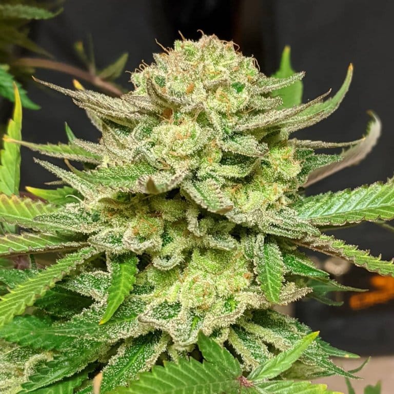Original Skunk #1 Seeds | Original Skunk Strain | Feminized Skunk ...