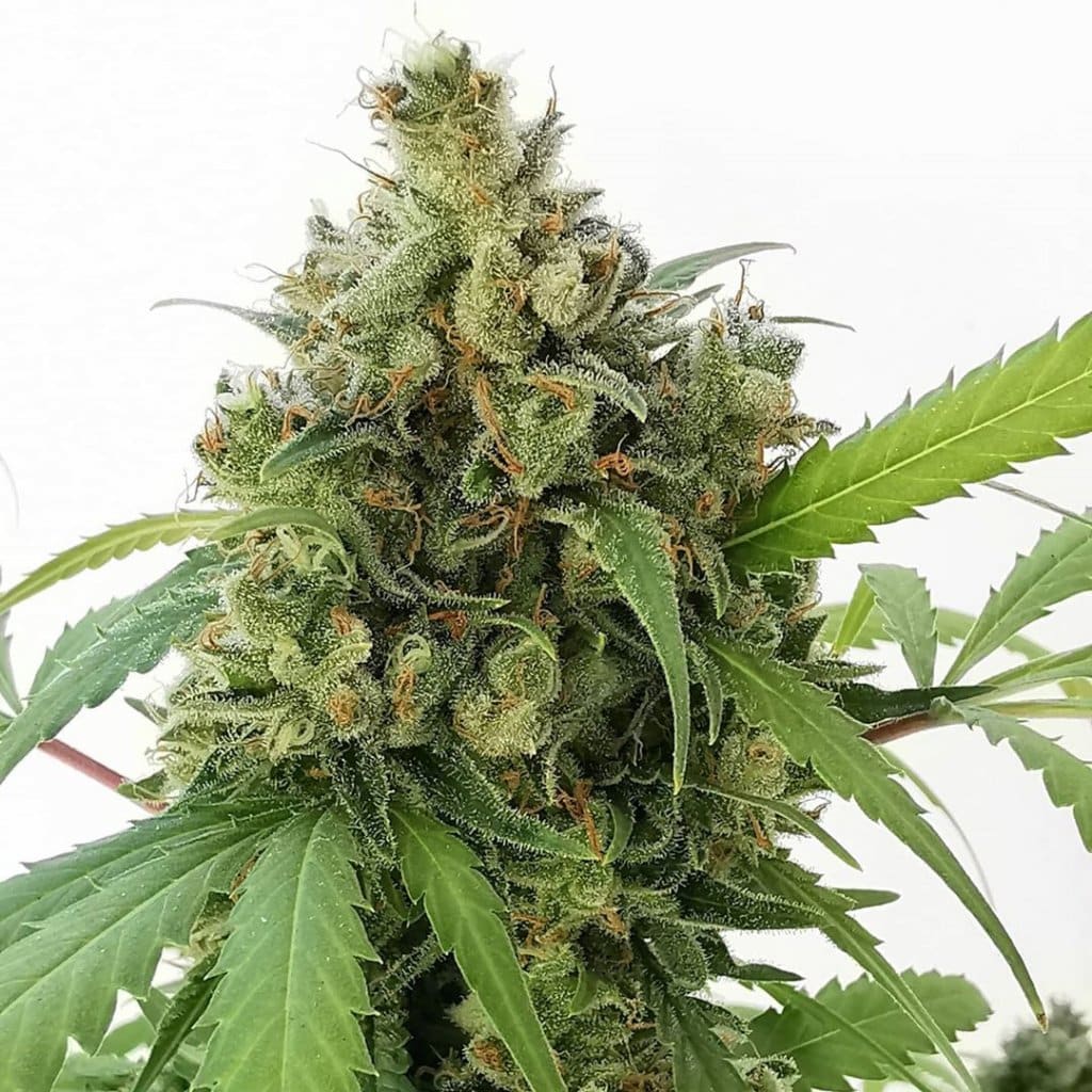 Strawberry Cough Seeds | Feminized Strawberry Cough Strain Cannabis Strawberry Cough Seeds | Feminized Strawberry Cough Strain Cannabis
