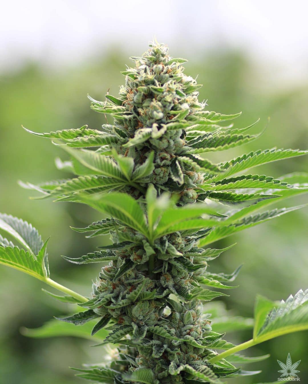 SFV OG Strain | San Fernando Valley OG Kush | SFV OG Kush Seeds