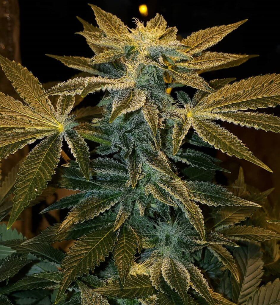 Gorilla Glue #4 Seeds | Gorilla Glue Seeds | Authentic GG4 Strain