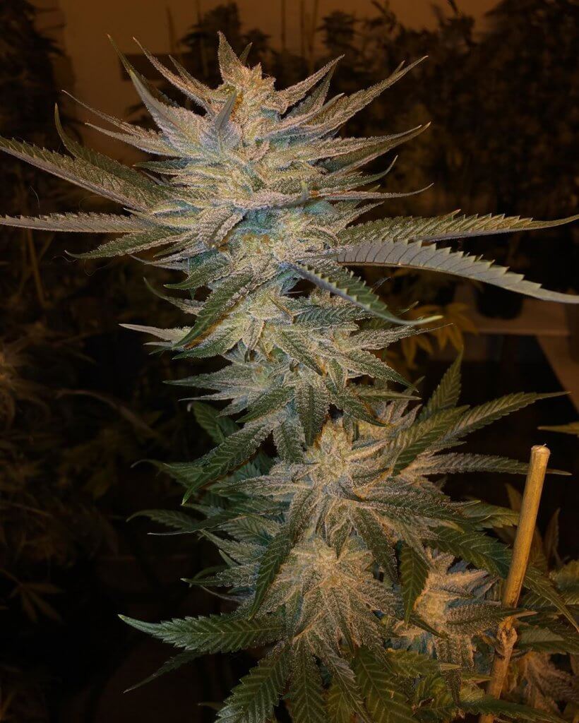 Strawberry Cough Seeds | Feminized Strawberry Cough Strain Cannabis Strawberry Cough Seeds | Feminized Strawberry Cough Strain Cannabis