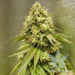 Sativa Seeds | Buy Sativa Cannabis Seeds Online | Sativa Seed Bank