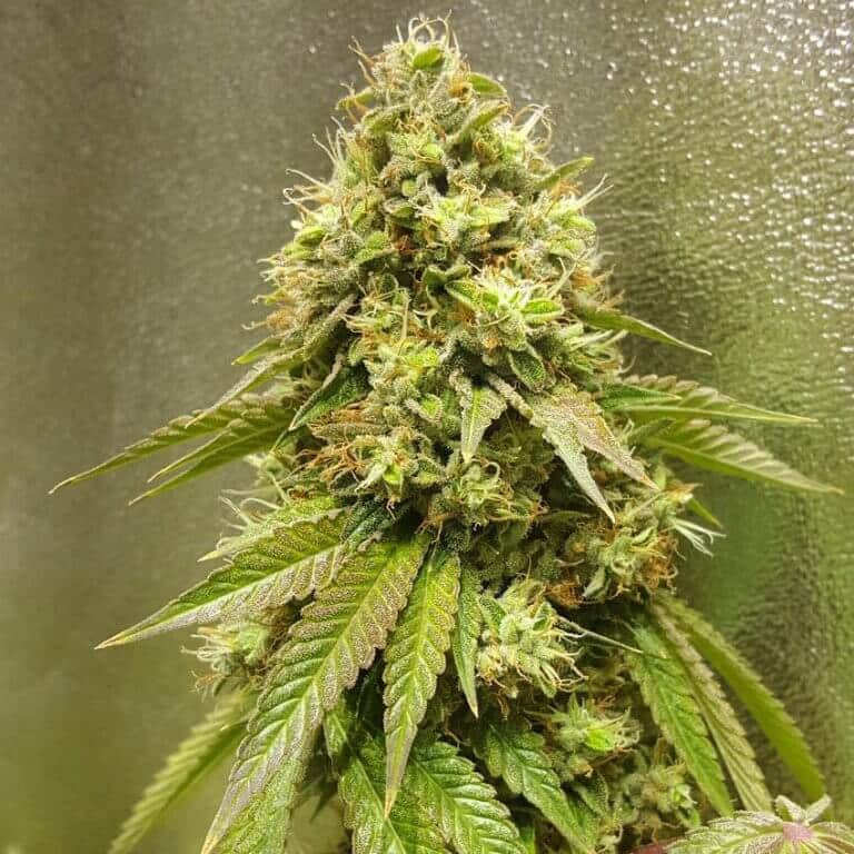 Gorilla Glue Seeds | Authentic GG4 Strain | Gorilla Glue #4 Seeds