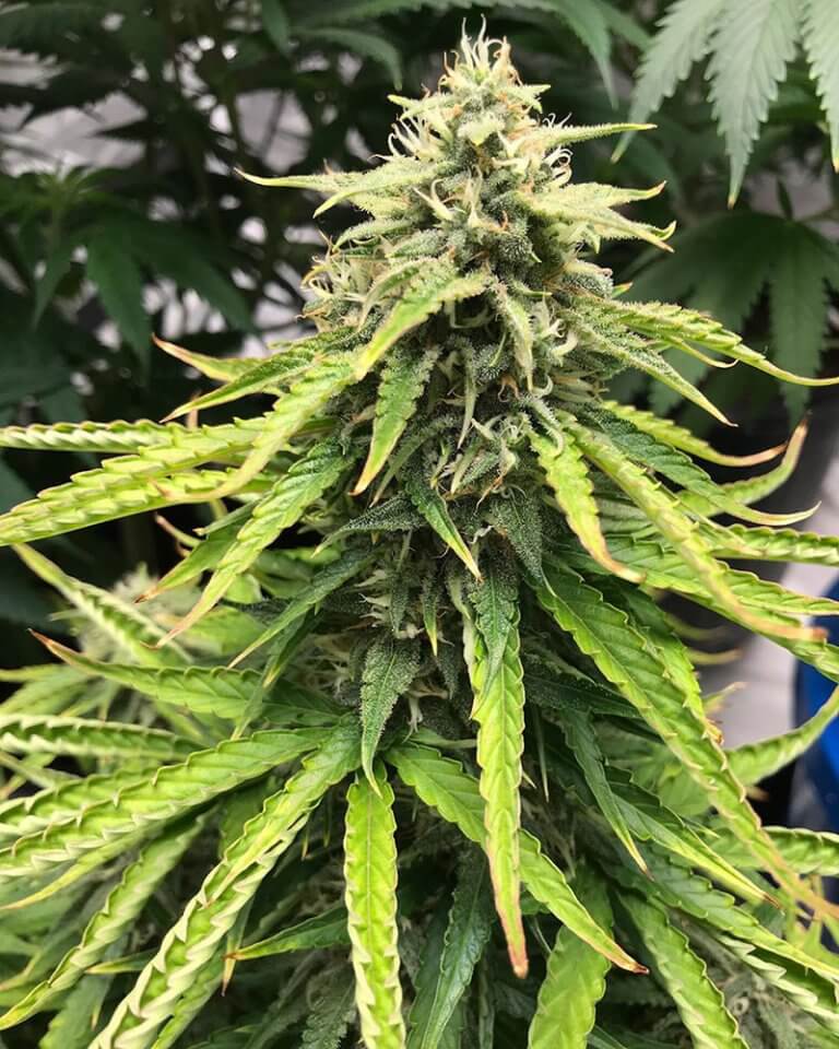 Trainwreck Seeds - Seed Bank - Feminized Trainwreck Marijuana Seeds